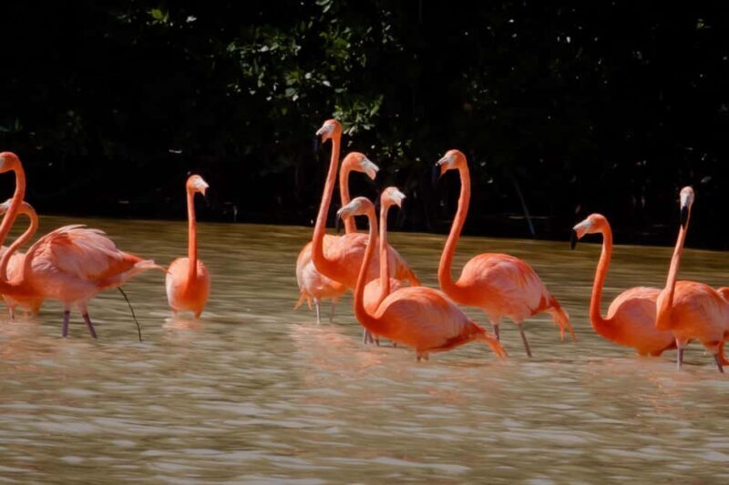 Celestún Flamingos, Beach, and Seafood Tour, leaving from Merida - An In-Depth Look at the Celestún Experience
