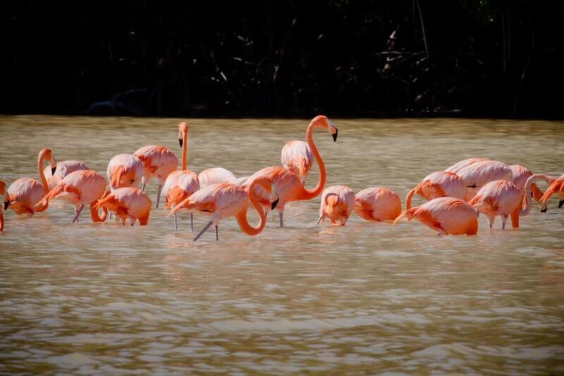Celestún Flamingos, Beach, and Seafood Tour, leaving from Merida - Authentic Experiences and Practical Insights