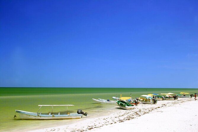Celestun mangrove boat tour from Mérida - Key Points