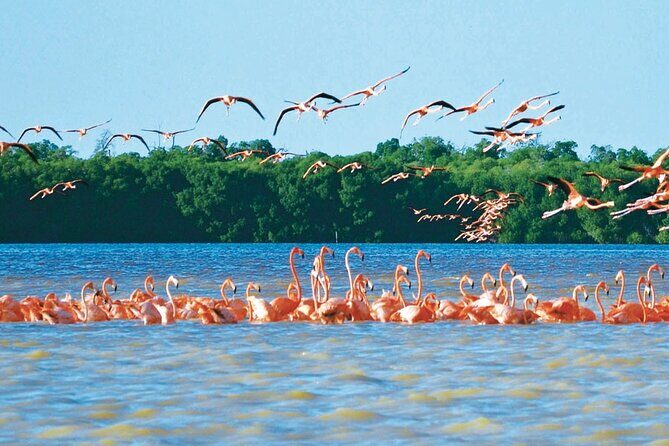 Celestun mangrove boat tour from Mérida - A Closer Look at the Tour Experience