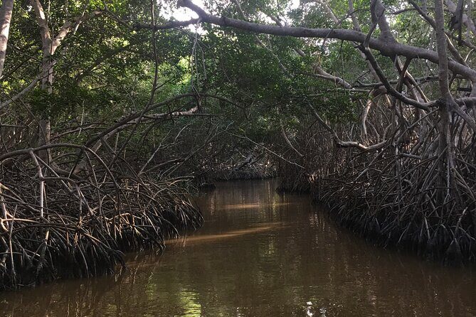 Celestun mangrove boat tour from Mérida - Final Thoughts: Who This Tour Is Best For