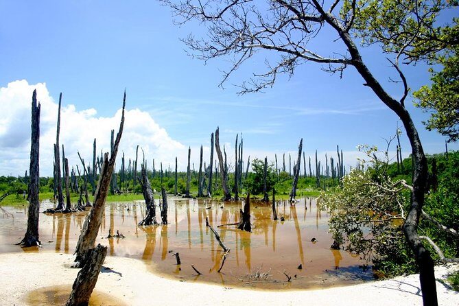 Celestun Nature Reserve Flamingo Tour-Boat to Flamingo Paradise from Merida - An In-Depth Look at the Celestun Flamingo Tour