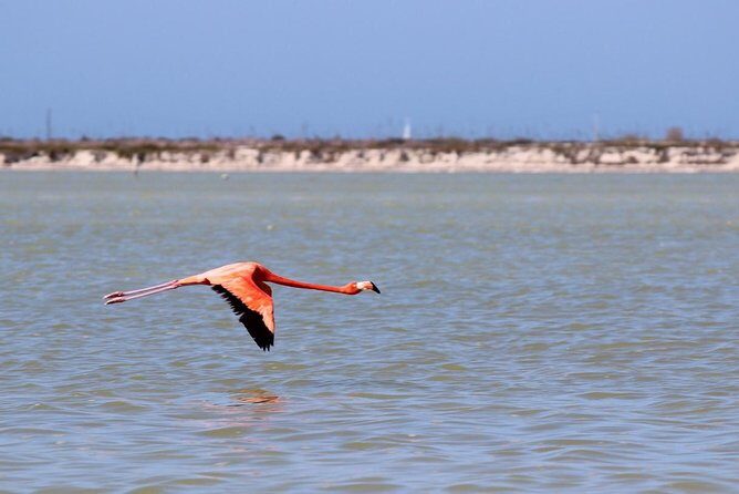 Cenote Suytun & Rio Lagartos & Las Coloradas - What to Expect on the Day
