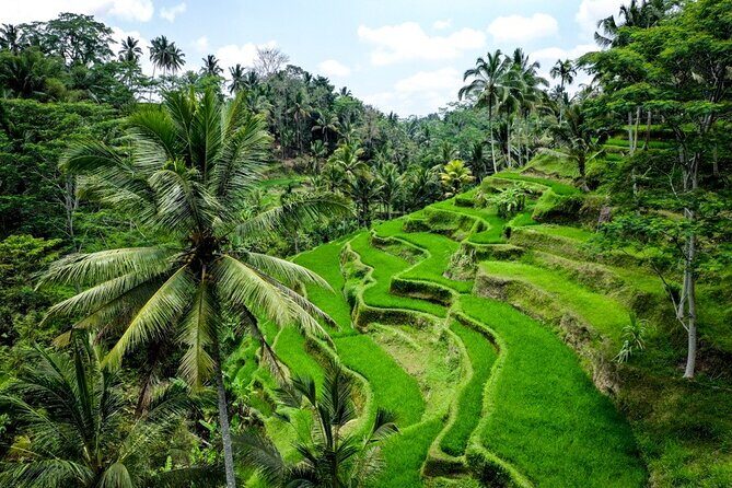 Central Bali Tour: Ubud Village, Kintamani Volcano, and Waterfall - Travel Experience and Review Highlights