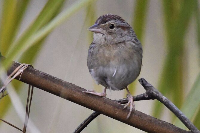 Central Florida Half-Day Private Birding Activity - 2 person max - A Deep Dive into Your Birding Experience
