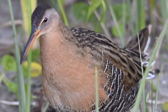 Central Florida Half-Day Private Birding Activity - 2 person max - The Bottom Line: Who Will Benefit Most?