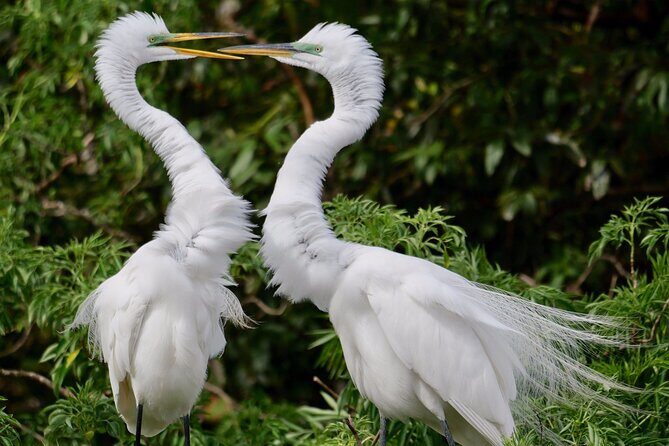 Central Florida Half-Day Private Birding Activity - 2 person max - Frequently Asked Questions