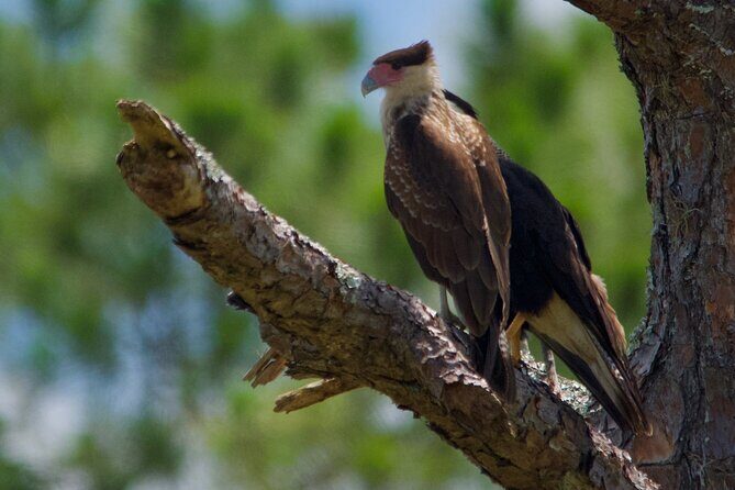 Central Florida Half-Day Private Birding Activity - 2 person max - Final Thoughts