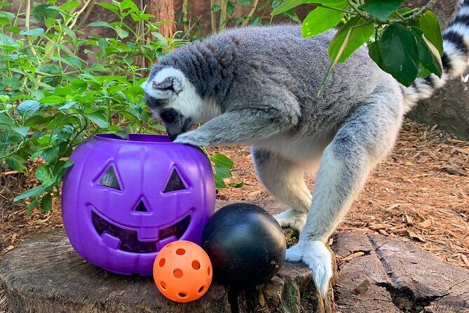 Central Florida Zoo and Botanical Gardens Ticket - In-Depth Look at the Itinerary