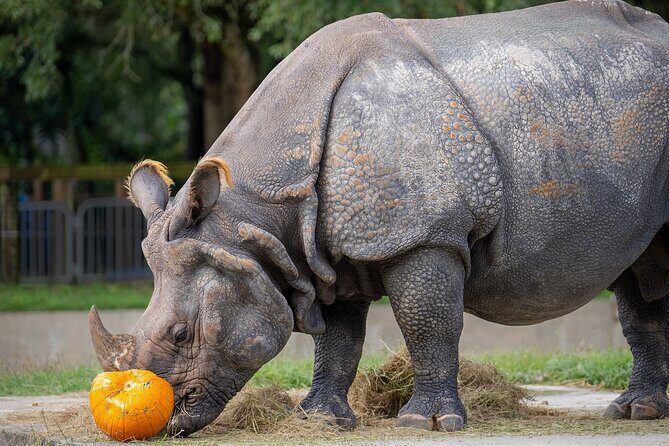 Central Florida Zoo Skip-the-Line Ticket - Authentic Visitor Feedback and Highlights