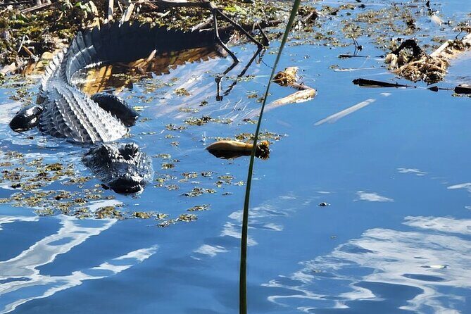 CENTRAL FLORIDAS BEST PRICED eco-friendly airboat rides - An In-Depth Look at the Airboat Experience in Orlando