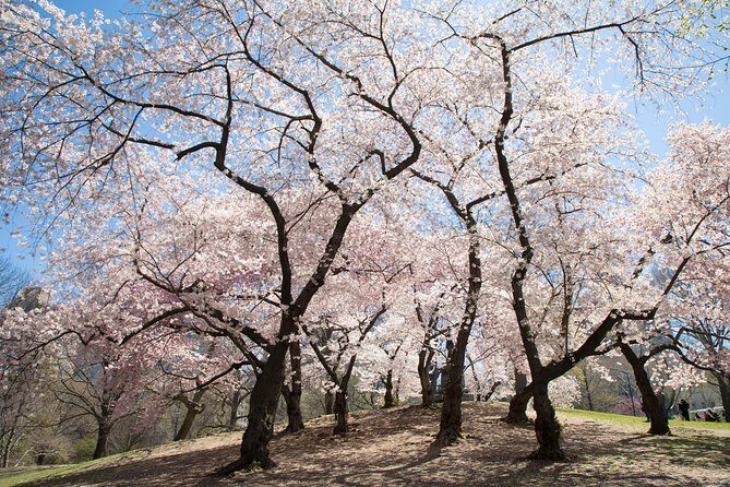 Central Park Photography Tour with Local Photographer - FAQ: Your Practical Questions Answered