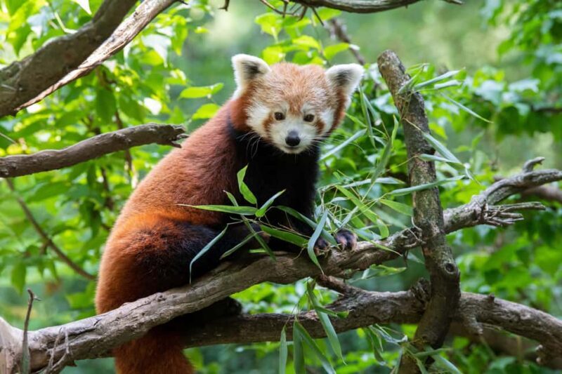 Central Park Zoo Entry Ticket - Who Will Get the Most Out of This Tour?