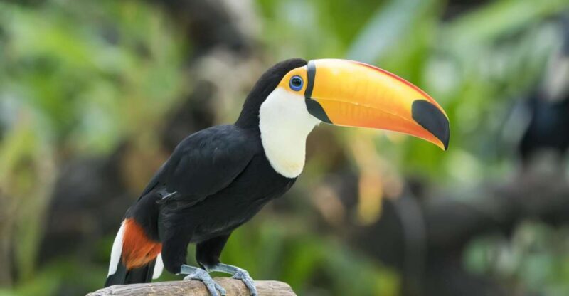 Central Park Zoo Skip-the-line Tickets & Private Transfers - Key Points