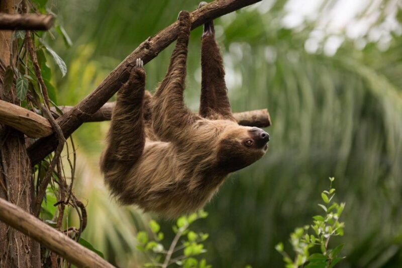 Central Park Zoo Skip-the-line Tickets & Private Transfers - Why You’ll Love Visiting the Central Park Zoo This Way