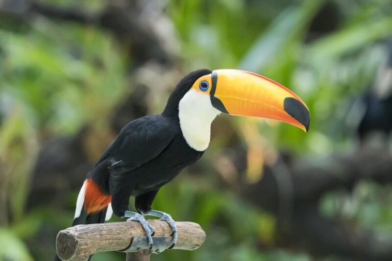 Central Park Zoo Skip-the-line Tickets & Private Transfers - Authentic Traveler Insights and Practical Tips