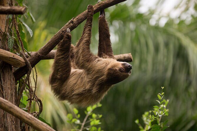 Central Park Zoo Skip-the-line Tickets & Private Transfers - Exploring the Tour: What You Can Expect