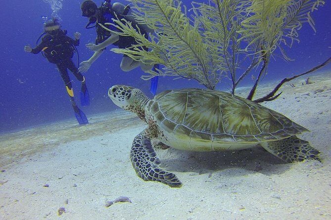 Certified 2-Tank Scuba Diving Tour from Montego Bay - Key Points