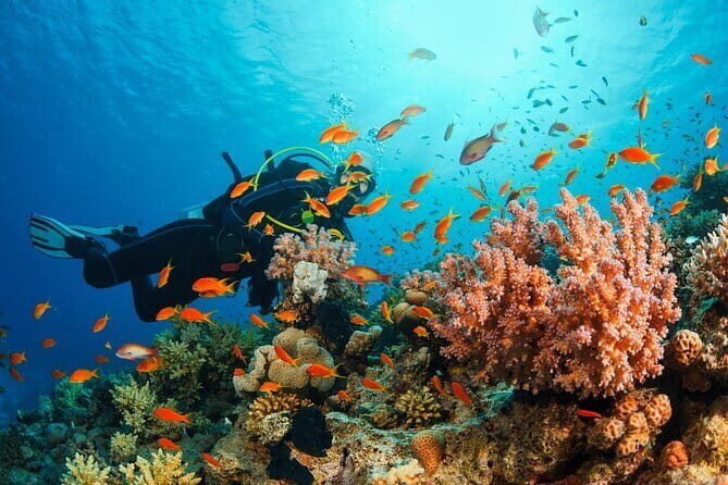 Certified and Beginner Scuba Diving from Pattaya - Key Points