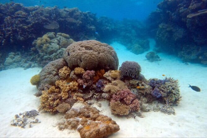 Certified and Beginner Scuba Diving from Pattaya - The Value of This Tour