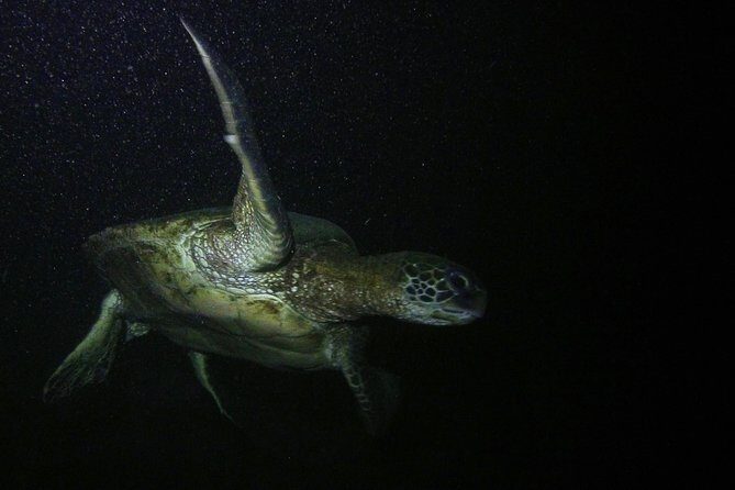 Certified Beach Night Dive - What Our Reviewers Say