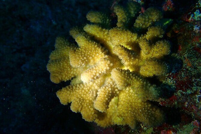 Certified Beach Night Dive - Who Will Love This Experience?