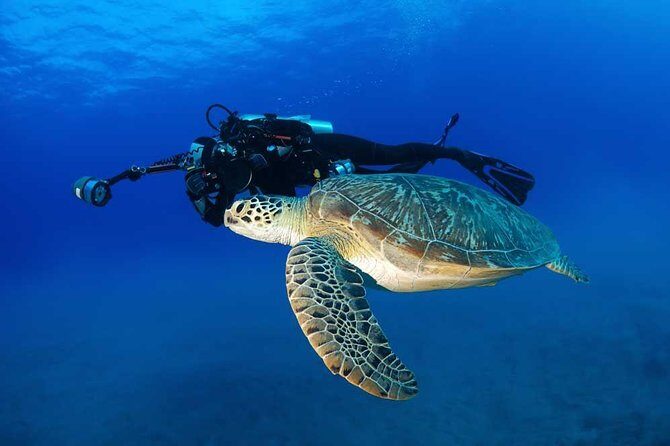 Certified Diver: 2-Tank Deep Wreck and Shallow Reef Dive Off Oahu - Who Should Book This Tour?