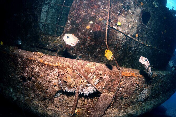 Certified Diver: 2-Tank Deep Wreck and Shallow Reef Dive Off Oahu - The Sum Up: Is This Dive Tour Worth It?