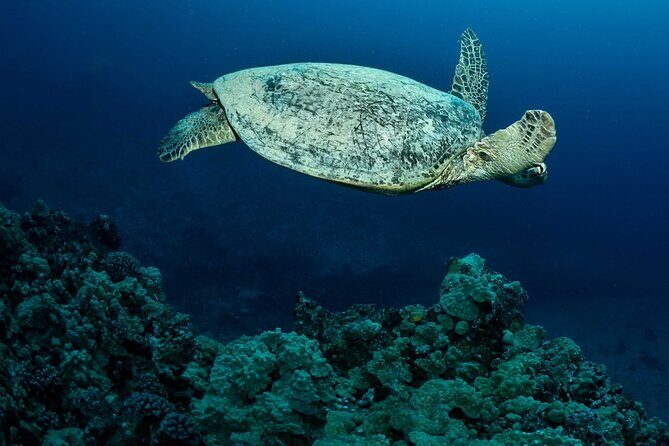 Certified Diver: 2-Tank Night Dive - Why This Night Dive Stands Out