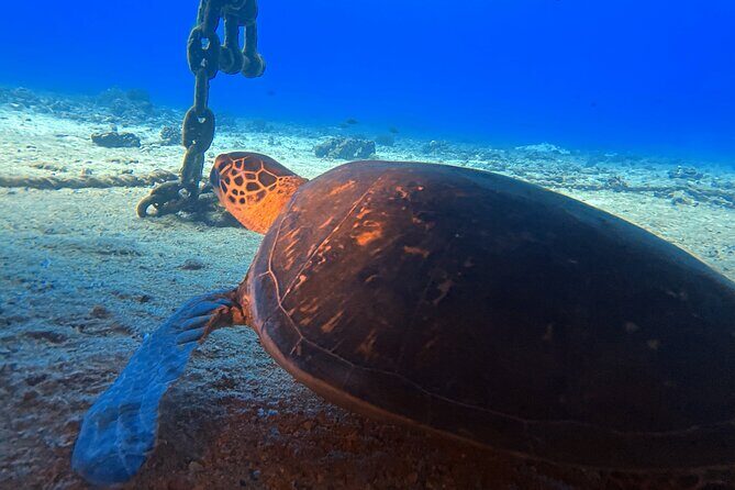 Certified Diver: 2-Tank Night Dive - Reviews in Action: Authentic Perspectives