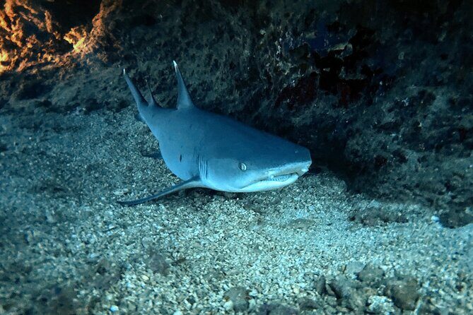 Certified Diver: 2-Tank Night Dive - Who Should Consider This Tour?