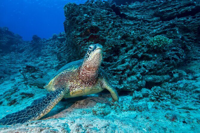 Certified Diver: 2-Tank Shallow Reef Dives off Oahu - The Group Dynamic and Reviews