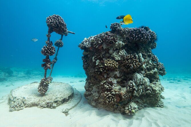 Certified Diver: 2-Tank Shallow Reef Dives off Oahu - Who Will Love This?