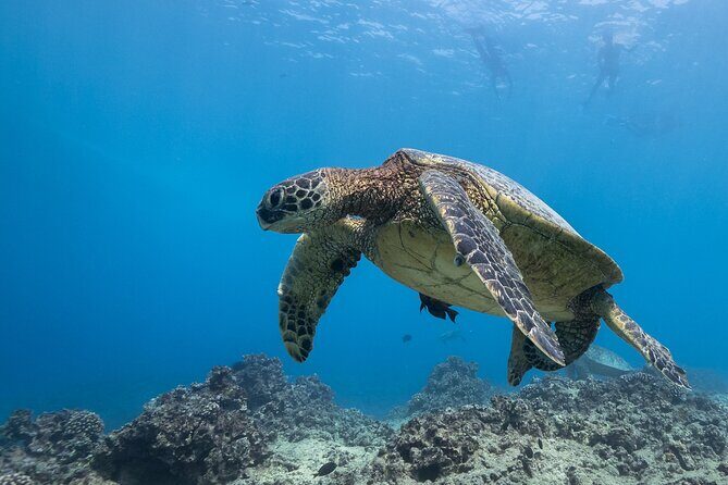 Certified Diver: 2-Tank Shallow Reef Dives off Oahu - FAQs