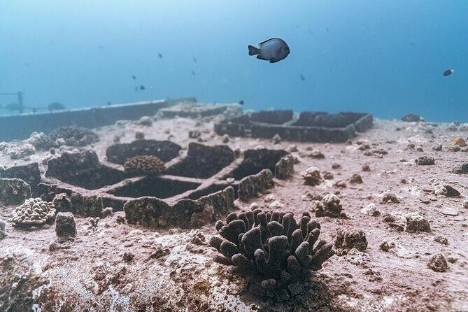 Certified Divers: Best 2-Tank Wrecks & Reef Boat Dive All Inclusive From Waikiki - The Sum Up