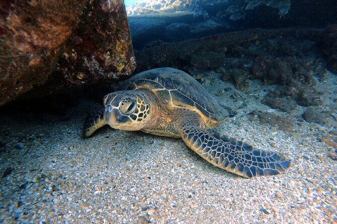 Certified Divers! Scuba dive the Ka'anapali Coast and more! - Introduction