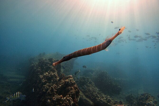 Certified Divers! Scuba dive the Ka'anapali Coast and more! - What Our Reviewers Say (Based on Feedback)