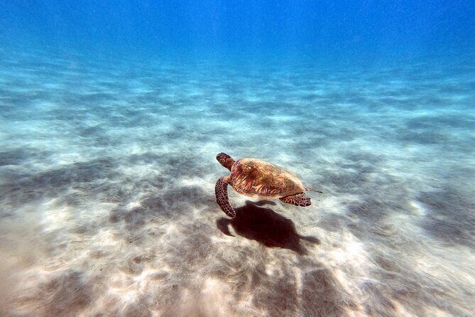 Certified Divers! Scuba dive the Ka'anapali Coast and more! - Who Will Love This Tour?