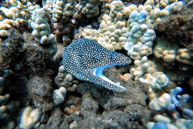 Certified Divers! Scuba dive the Ka'anapali Coast and more! - Frequently Asked Questions