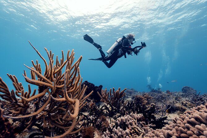 Certified Diving 2 Tanks in Cozumel - Key Points