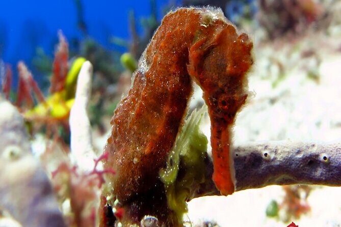 Certified Diving Experience in Cozumel - Introducing the Certified Diving Experience in Cozumel