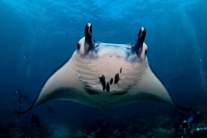 Certified Scuba Dive with Manta Rays (Open Water Diver minimum) - Exploring the Certified Scuba Dive with Manta Rays in Nusa Penida