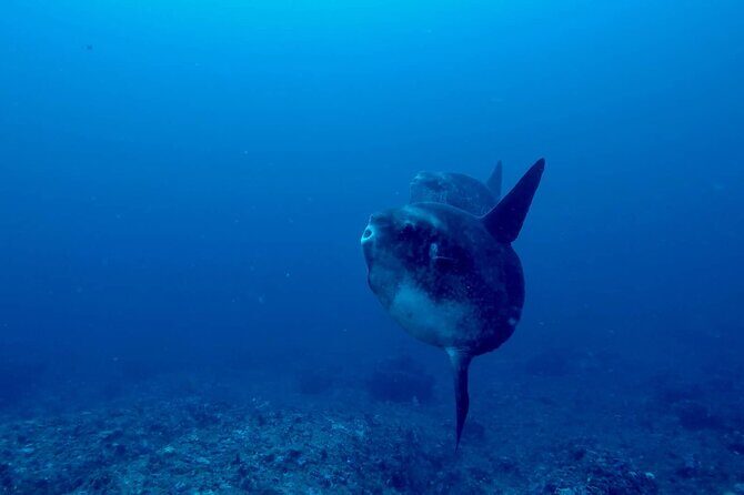 Certified Scuba Dive with Manta Rays (Open Water Diver minimum) - Key Points