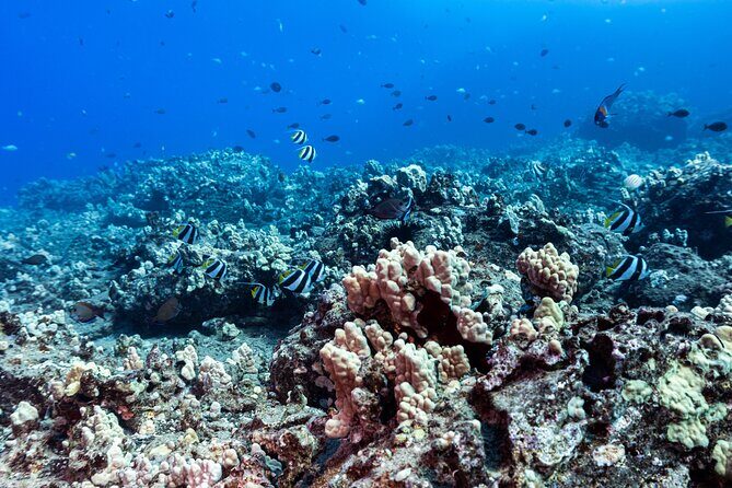 Certified Scuba Diving Experience in Honolulu - What Makes This Certified Scuba Tour Stand Out