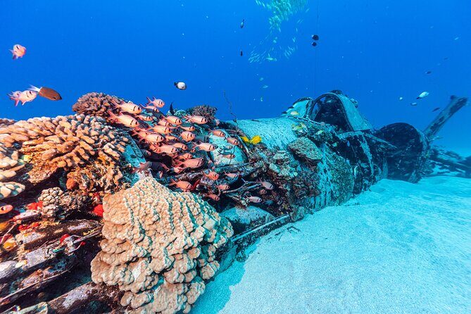 Certified Scuba Diving Experience in Honolulu - The Sum Up