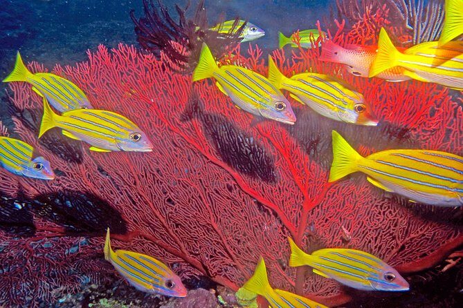 Certified Scuba Diving with Whitetip Marine Adventures team - Value in Context