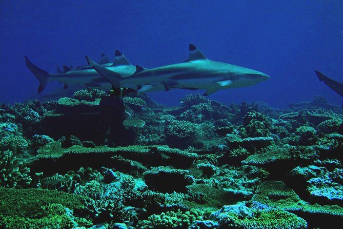 Certified Scuba Diving with Whitetip Marine Adventures team - Final Thoughts: Who Will Love This?