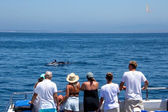 Cetacean Watching Tour - Introduction