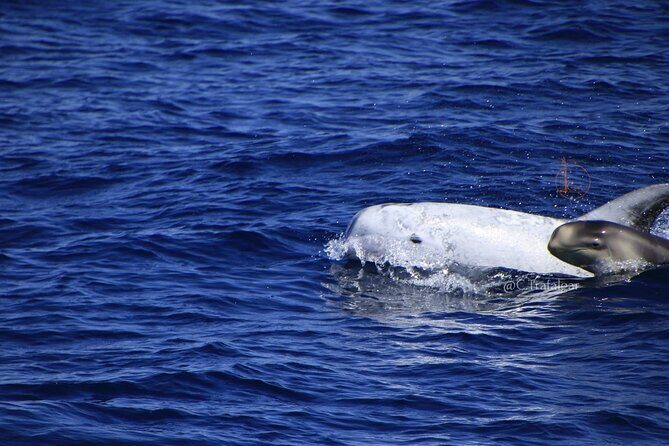 Cetacean Watching Tour - FAQs