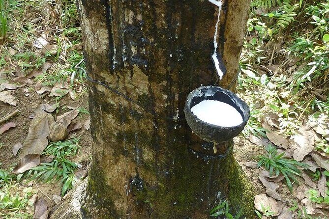 Ceylon Tea Experience Start from Colombo Port Passenger Terminal - What Travelers Say